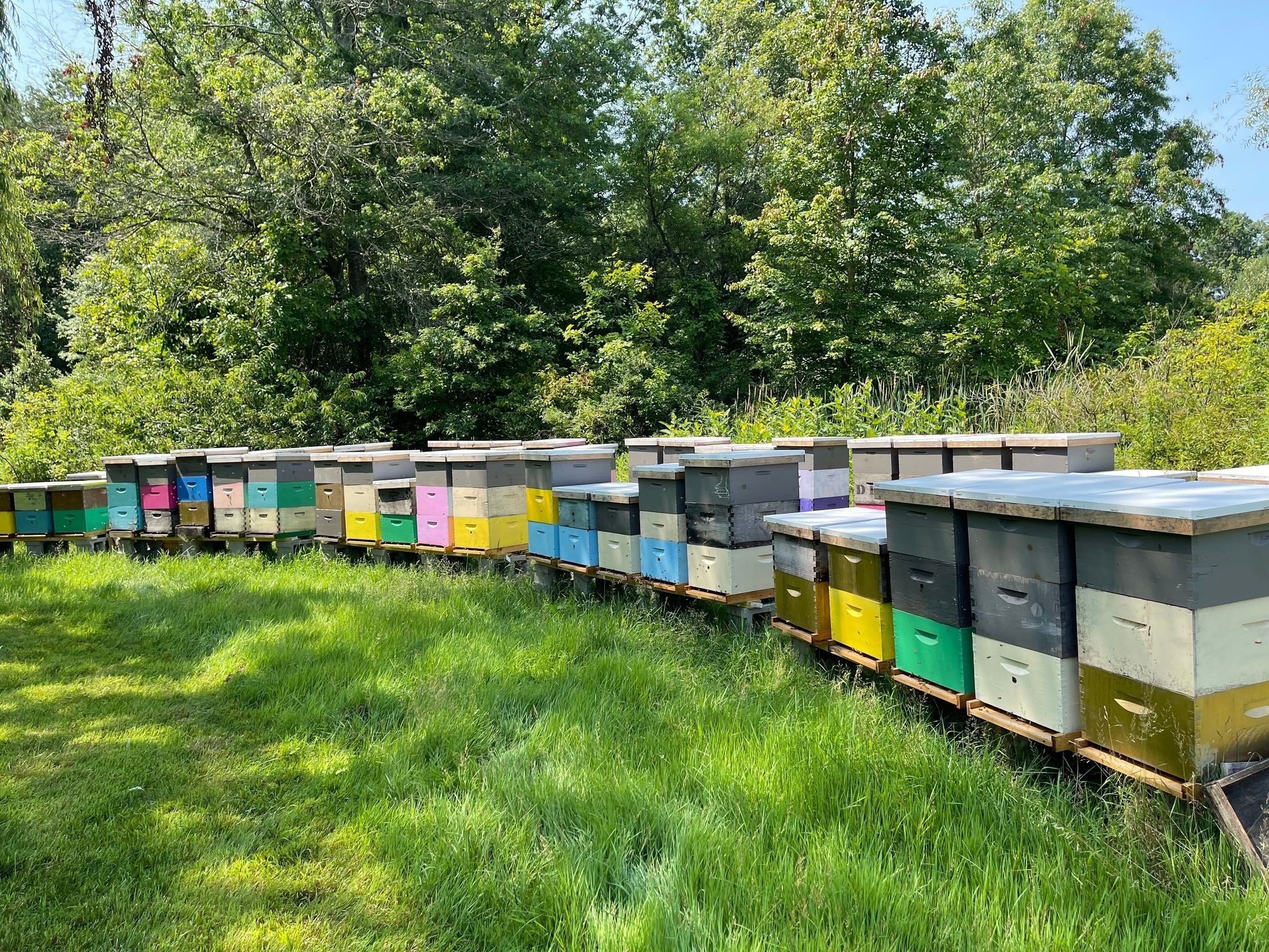 What’s Happening in the Hives – Zach & Zoe Sweet Bee Farm
